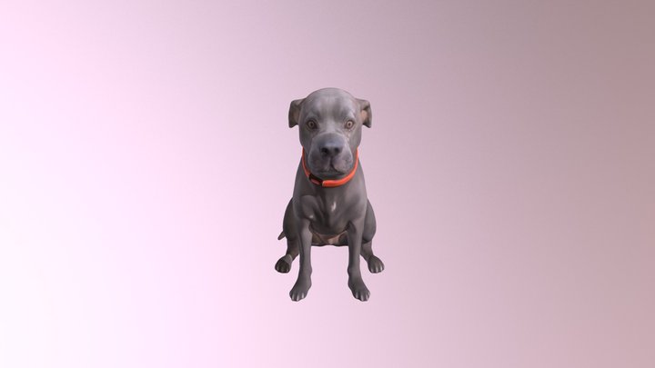 Staffie 3D models - Sketchfab