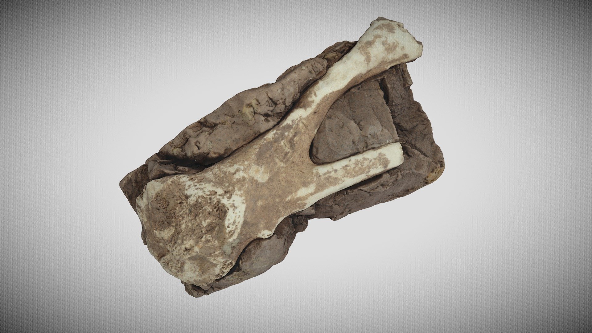 Pleistocene Seal Bone, subfossil - Phoca - 3D model by Culture Perth ...