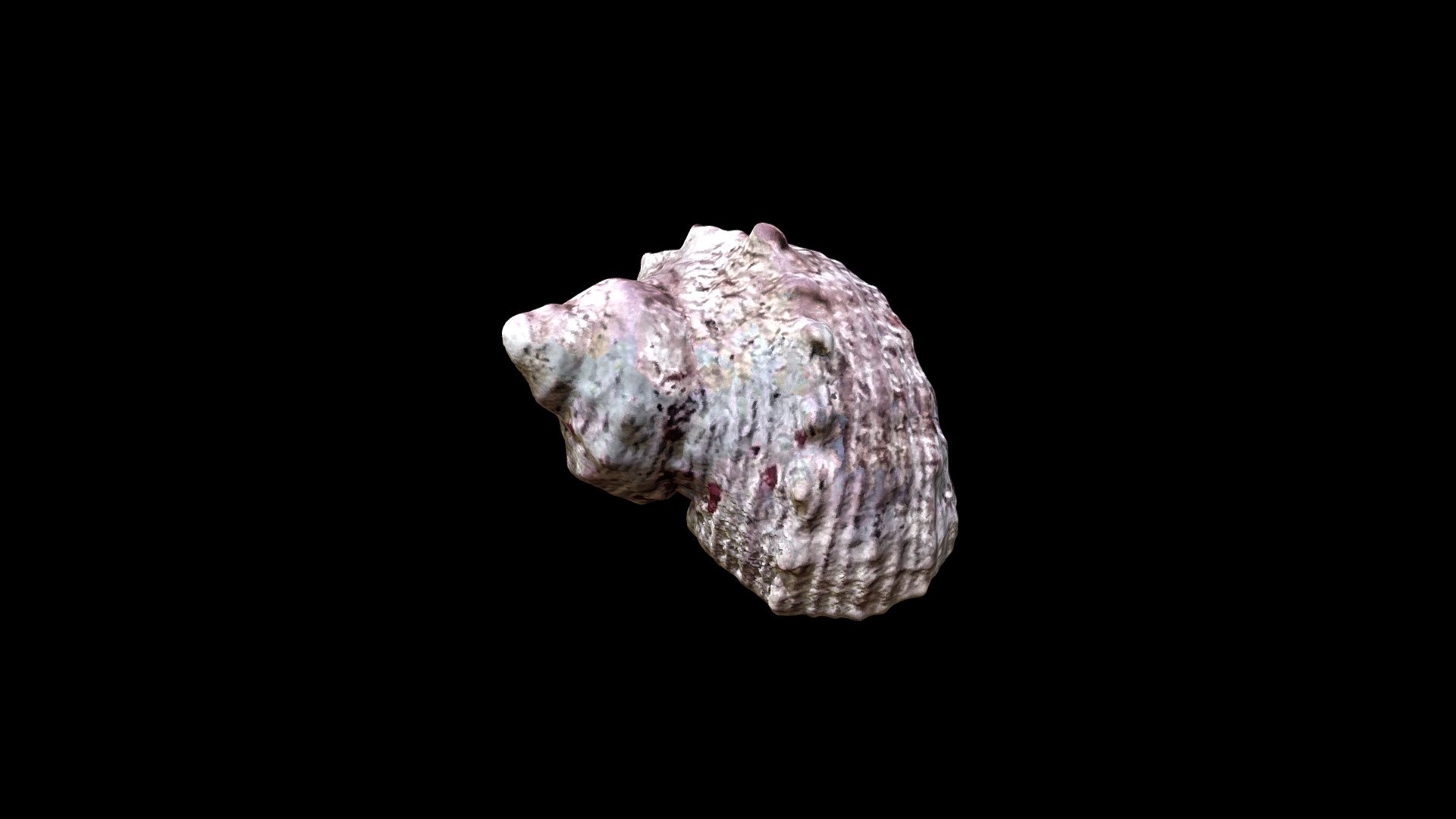 Shell 08 - Unidentified - Download Free 3D model by Peter Nox (@Peter ...