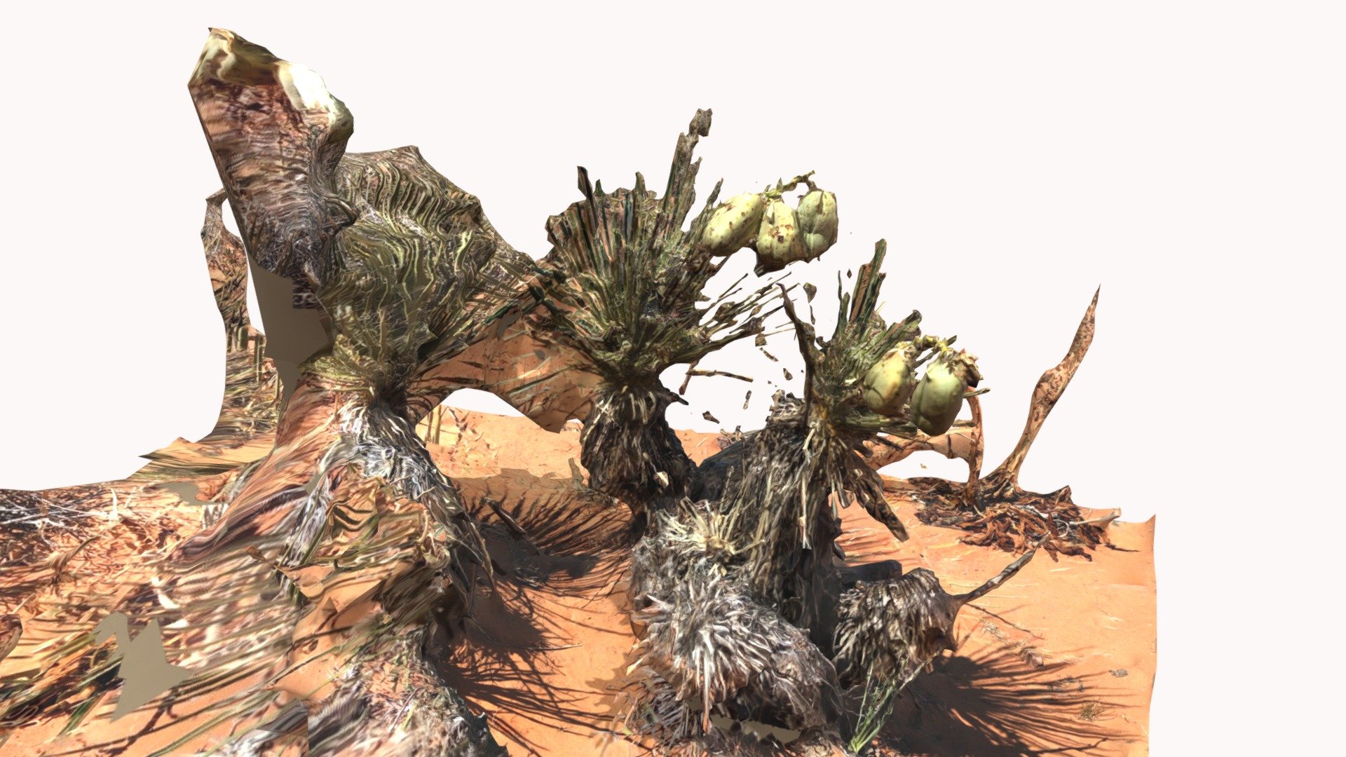 Desert Plant Scan - Download Free 3D model by Scan Gallery ...