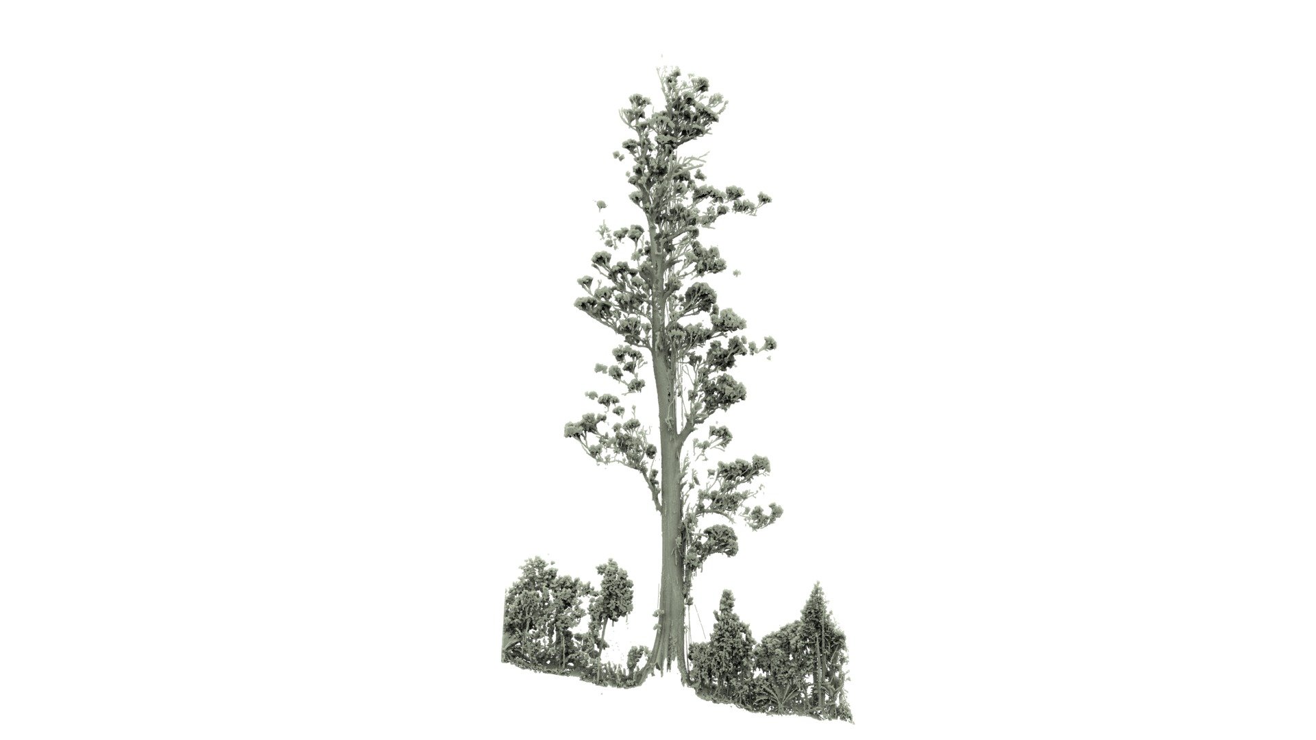 High Res Slice of Lathamus Keep, Tasmania - 3D model by Q-ForestLab (Ghent University) (@CAVElab ...