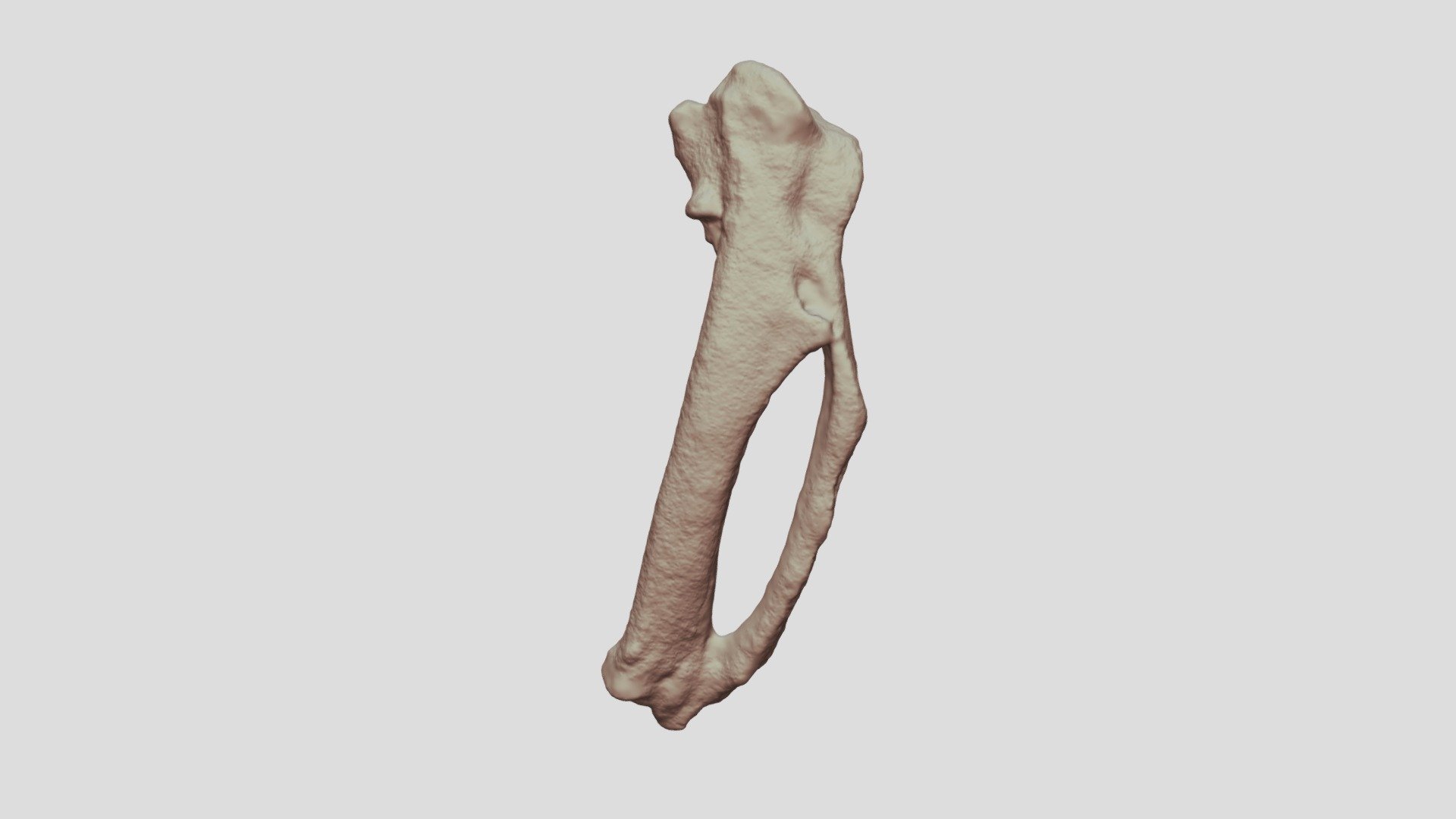 Carpometacarpus - 3D model by Binghamton Anthropology ...