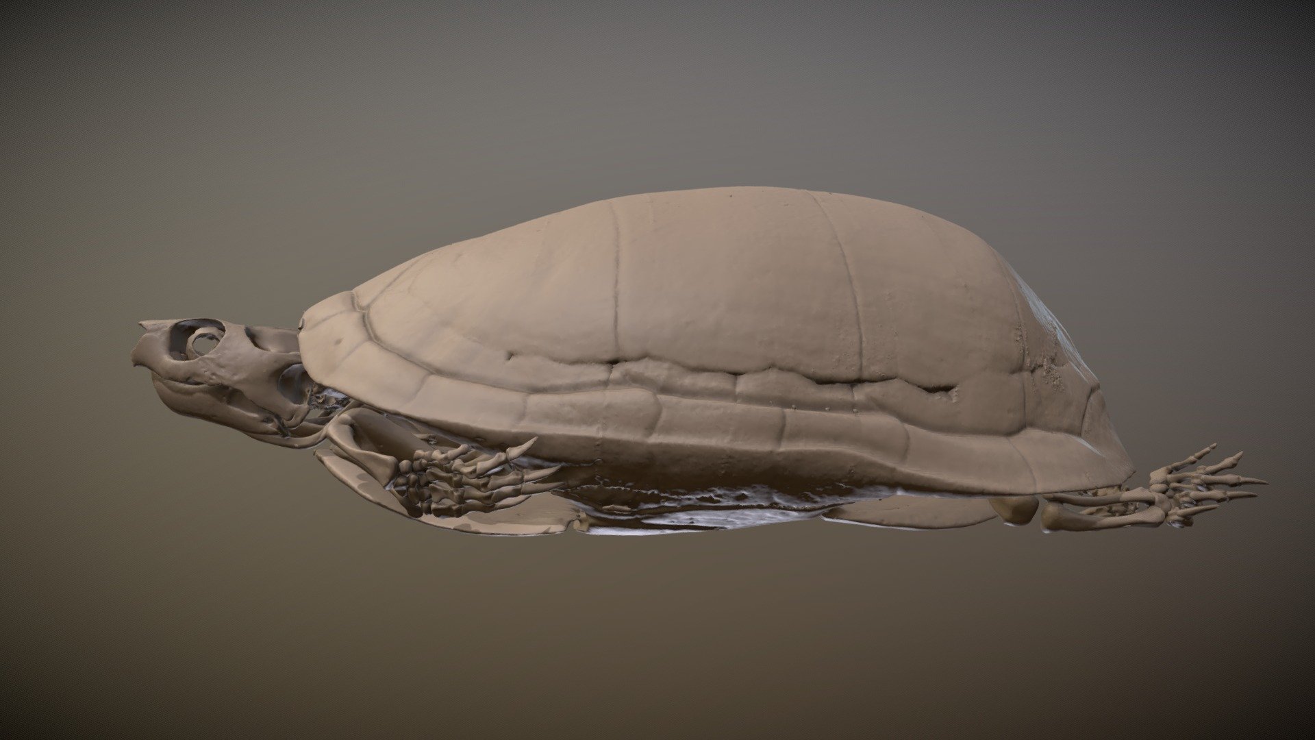 Kinosternon integrum UF 169028 - 3D model by Blackburn Lab (@ufherps ...