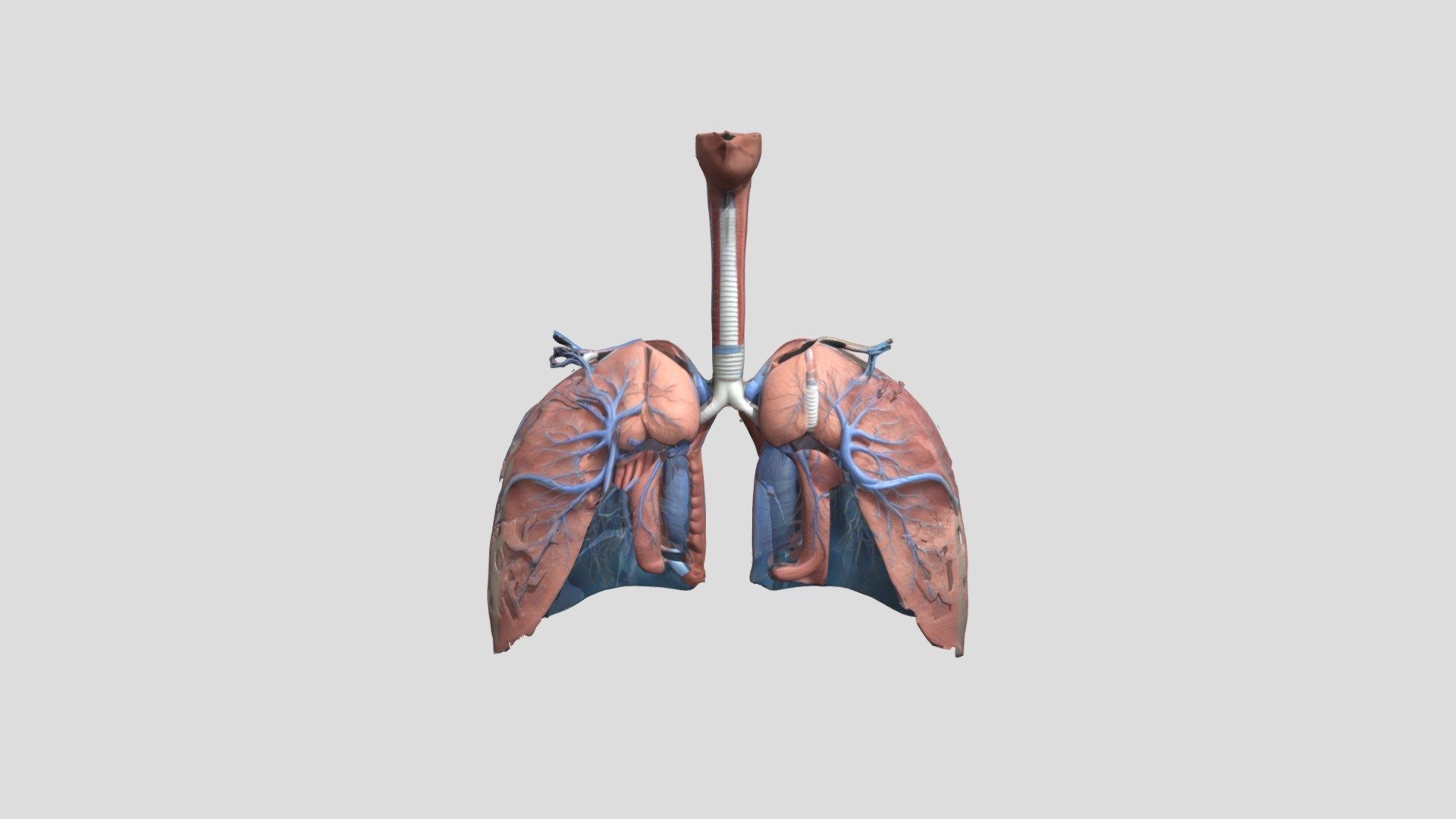 Respiratory system with all its organs - 3D model by mo7amad94 [9ac8613 ...