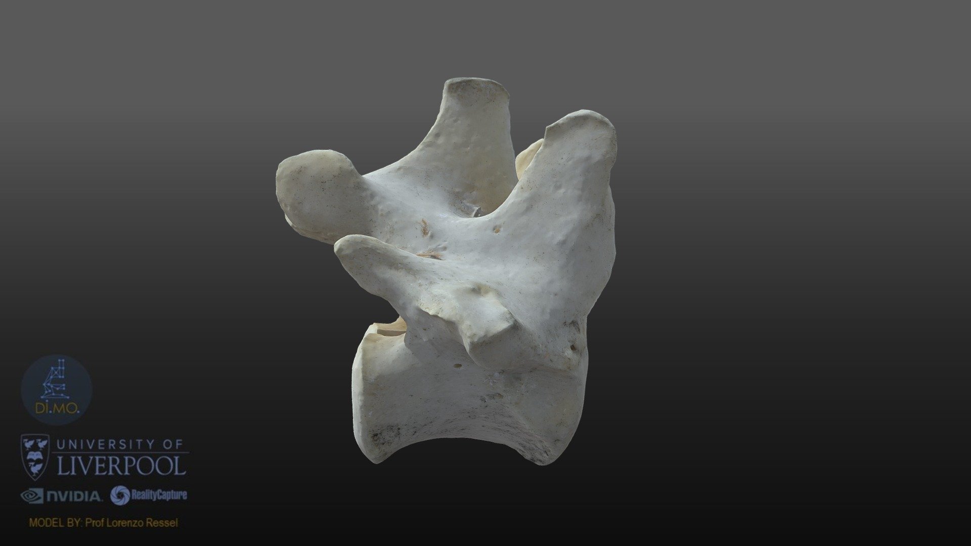 Dog_T12_Vertebra - 3D model by DIMO Lab - VAPP - UoL (@VAPP) [9acc7e2 ...