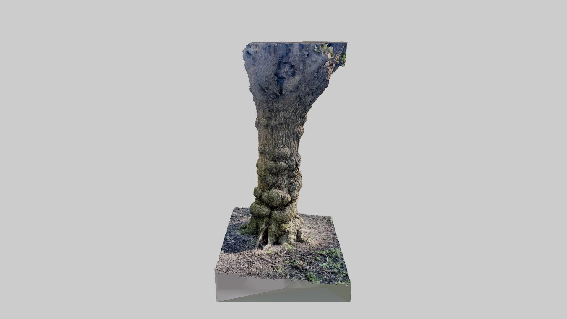Tree stump Scan 2023-05-03T18:51:33.500Z - Download Free 3D model by ...