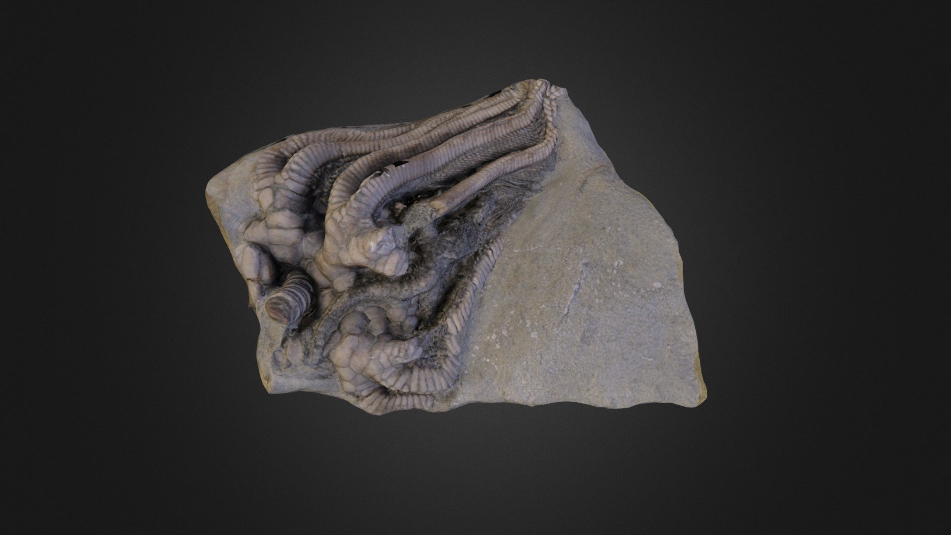 CRINOID FOSSIL - 3D model by 3D Fossils (@conqueror78) [9ae00a0 ...