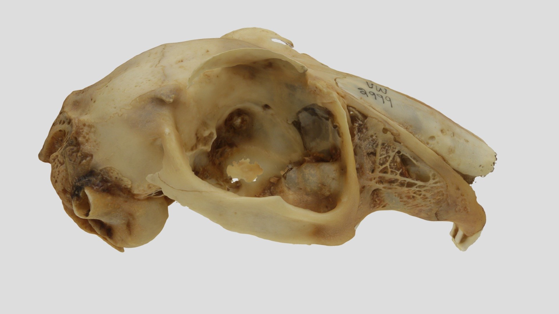 UWYMV:Mamm:2999, Lepus townsendii, Crania - Download Free 3D model by ...