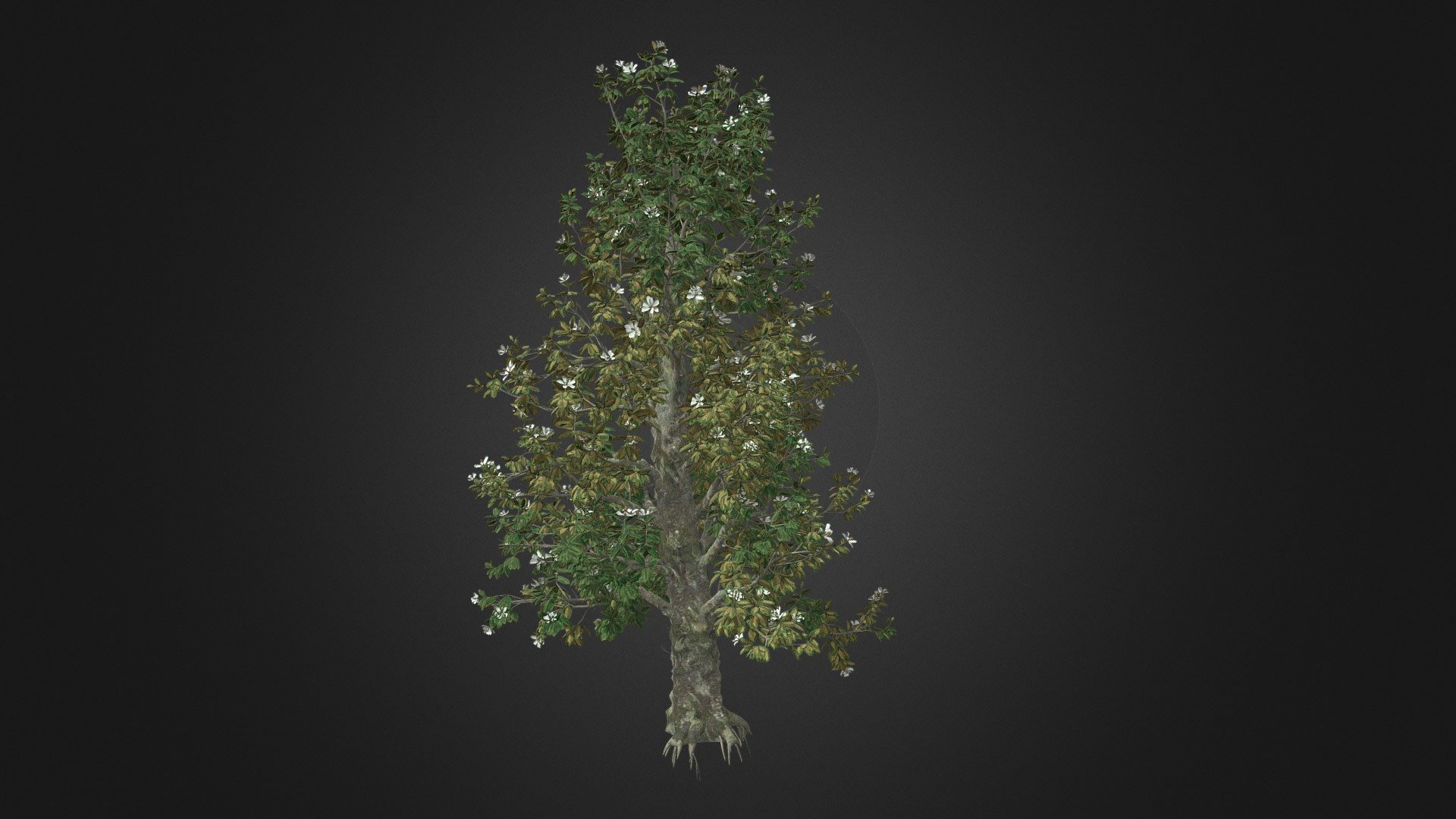 Southern Magnolia Flowers Tree - Buy Royalty Free 3D model by DATEC ...