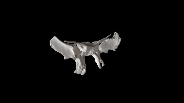 Human Sphenoid Bone - Download Free 3D model by Eric Bauer [9af3016 ...