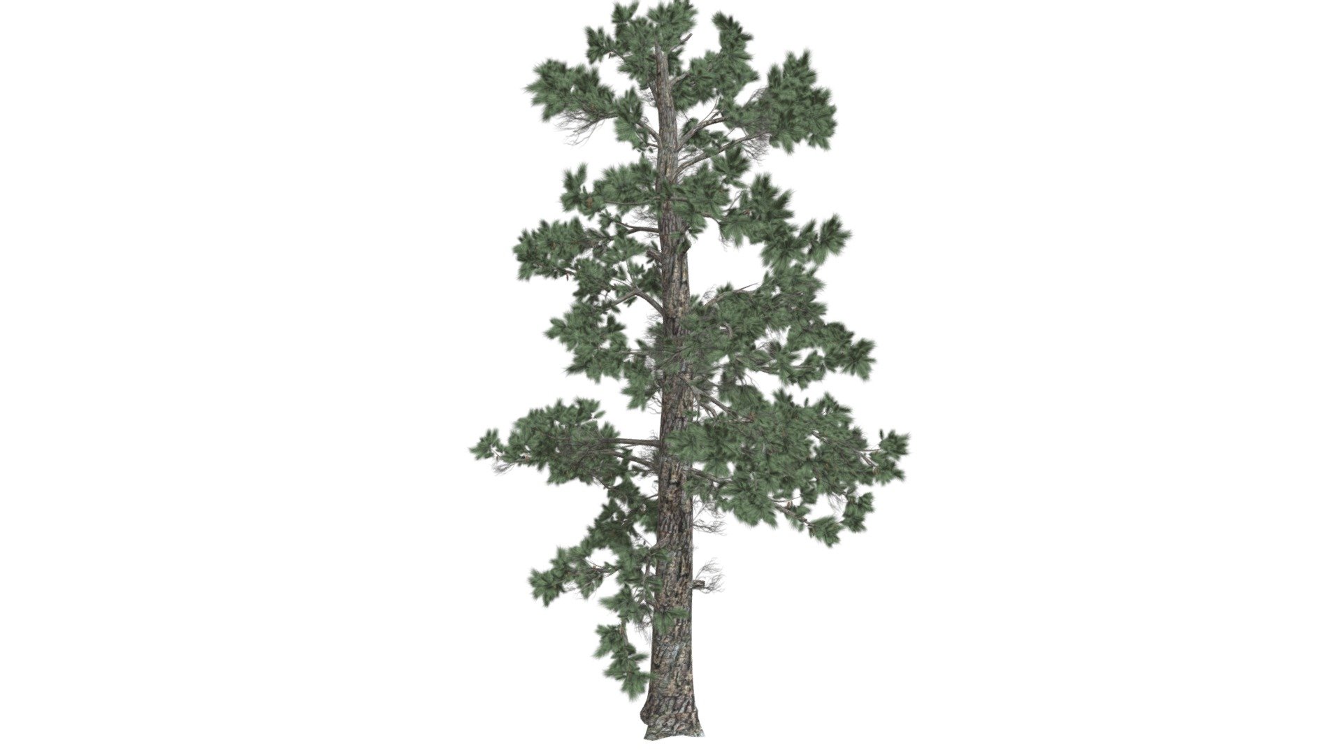 Eastern White Pine Tree #08 - Buy Royalty Free 3D model by meshshape ...