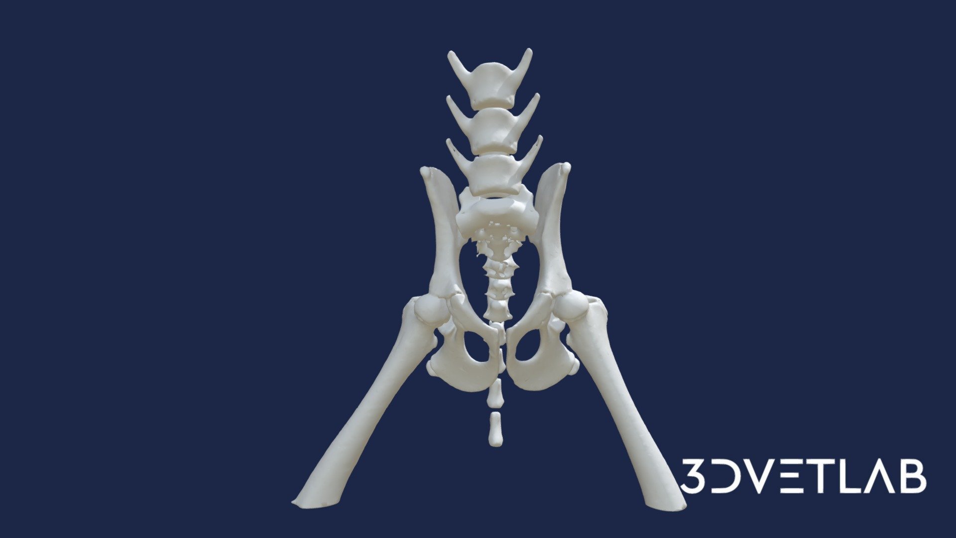 Hip Dysplasia (Dog) - 3D model by 3DVetLab [9af53bd] - Sketchfab