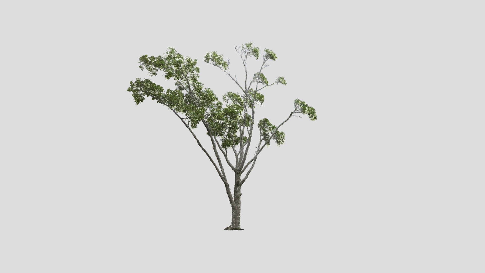 Tree Point Cloud - Buy Royalty Free 3D model by magnum_opus (@tree ...