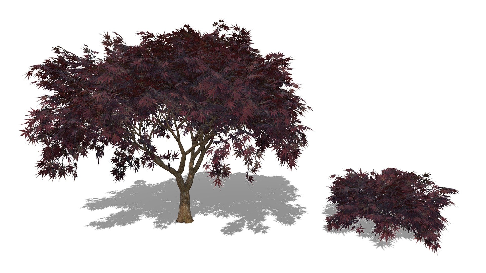 Japanese Maple Tree - 3D model by Studio Lab (@studiolab.dev) [9afc482 ...