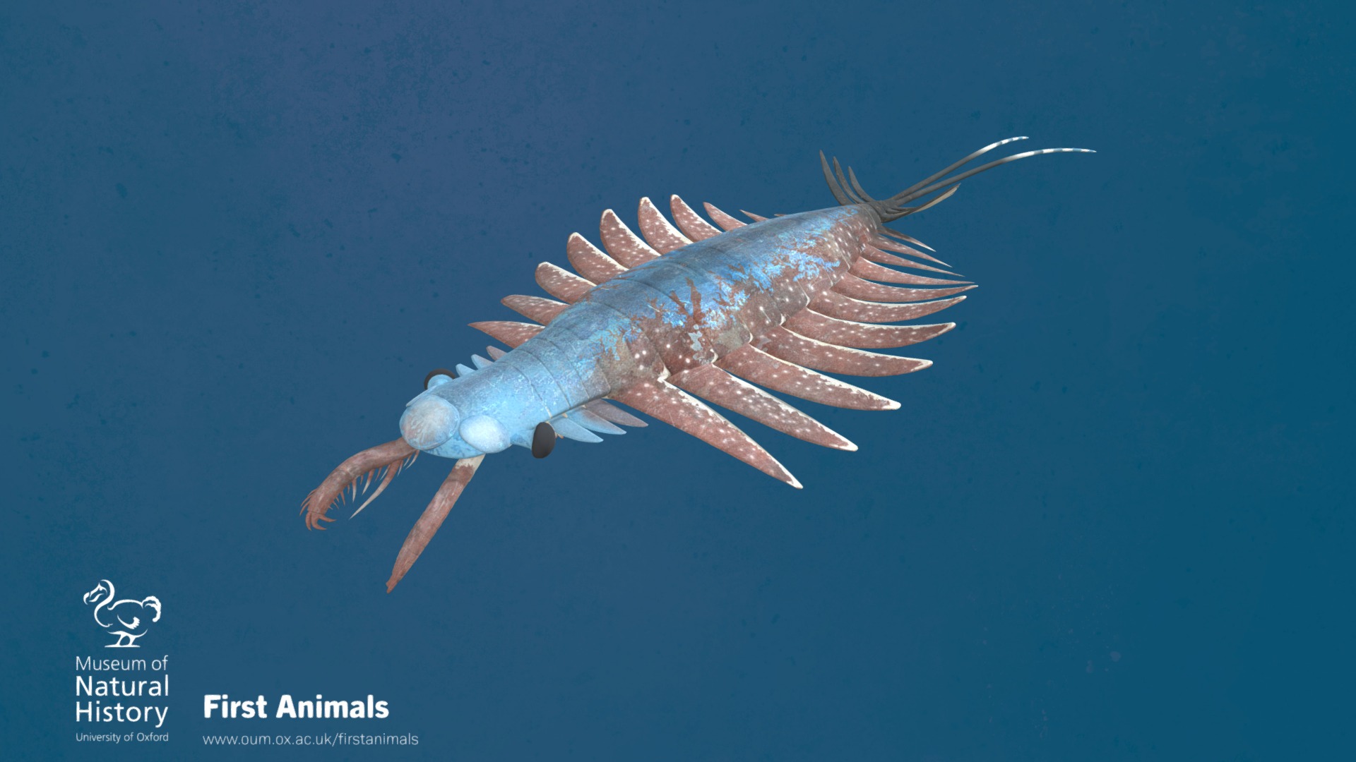 Amplectobelua symbrachiata - Download Free 3D model by Oxford ...