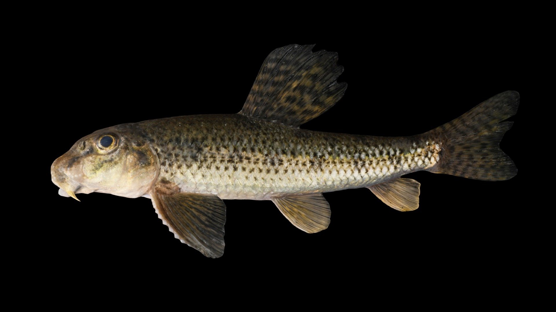 ツチフキ 🐟 ♂ Chinese False Gudgeon, A. rivularis - 3D model by ffish.asia ...