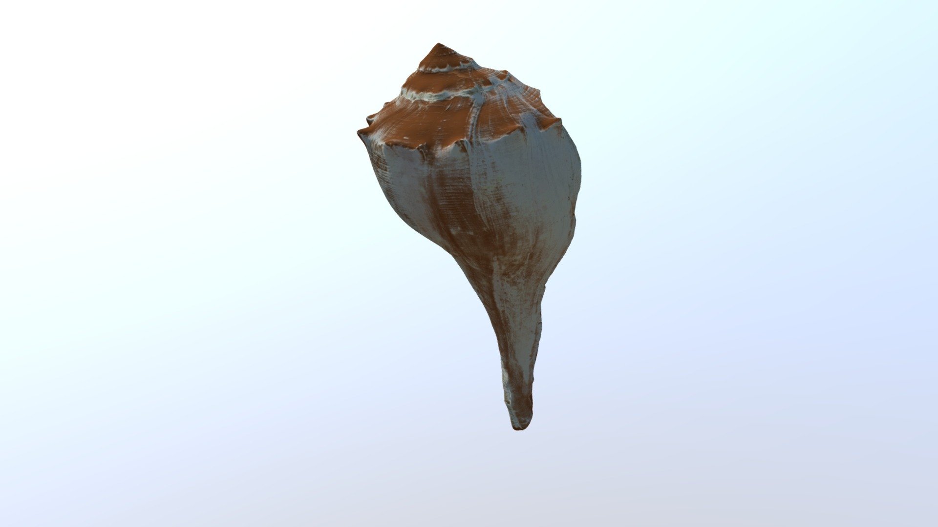 Busycon - 3D model by Daniel Diaku (@ddiaku) [9b102ff] - Sketchfab