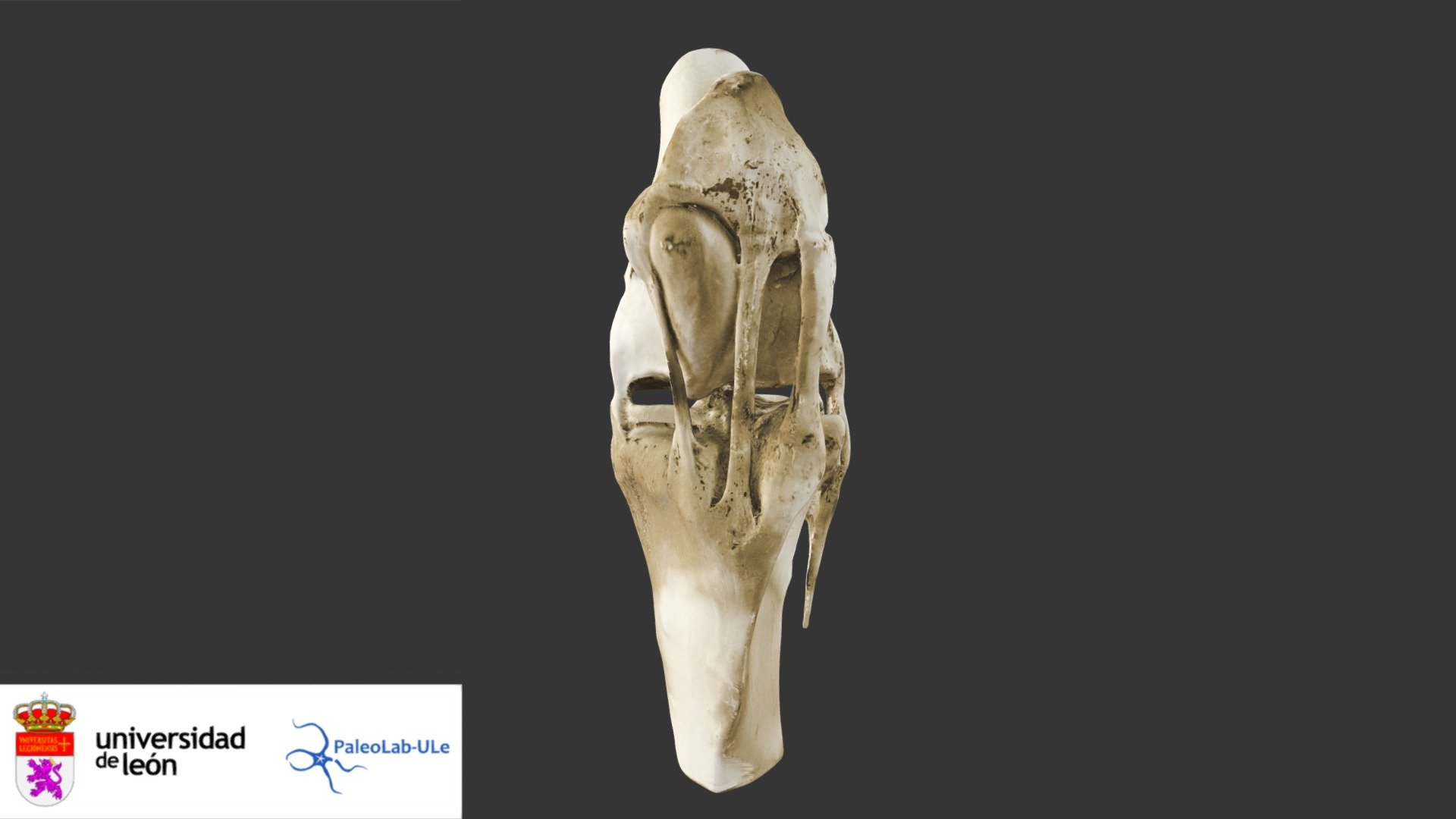 Anatomía De La Rodilla Del Caballo
