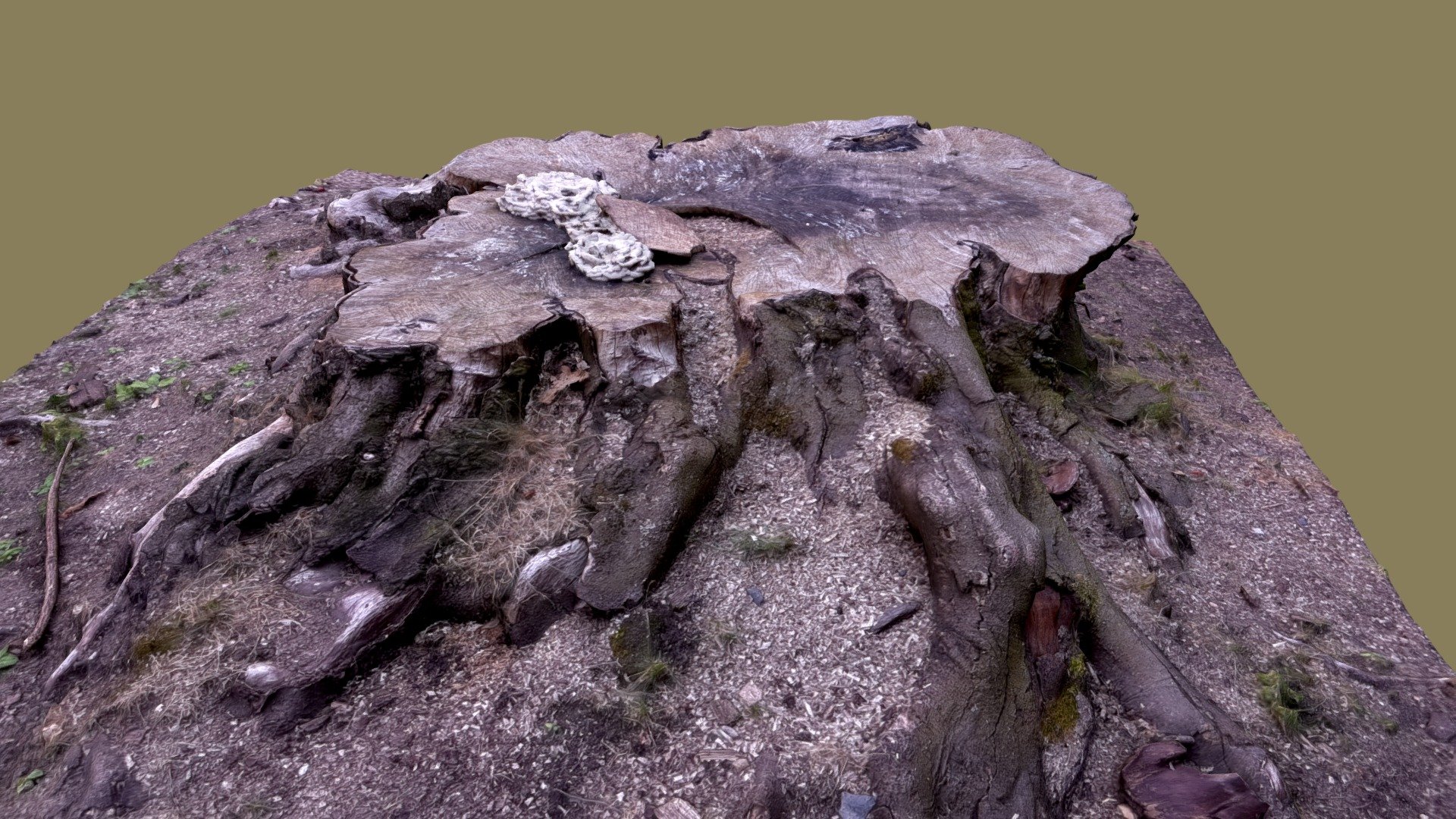 Tree Stump - Download Free 3D model by Giebel [9b28dcd] - Sketchfab