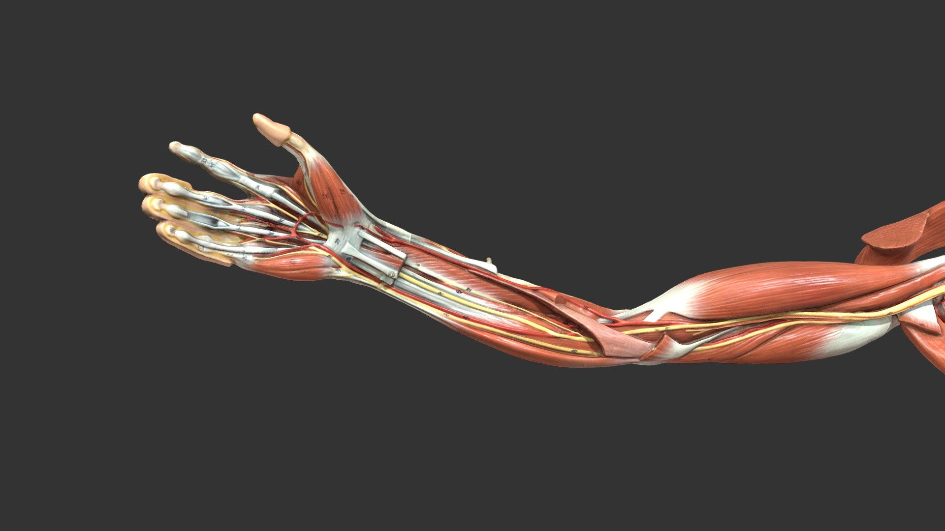 upper limb5 - 3D model by 輔仁大學 [9b2db25] - Sketchfab