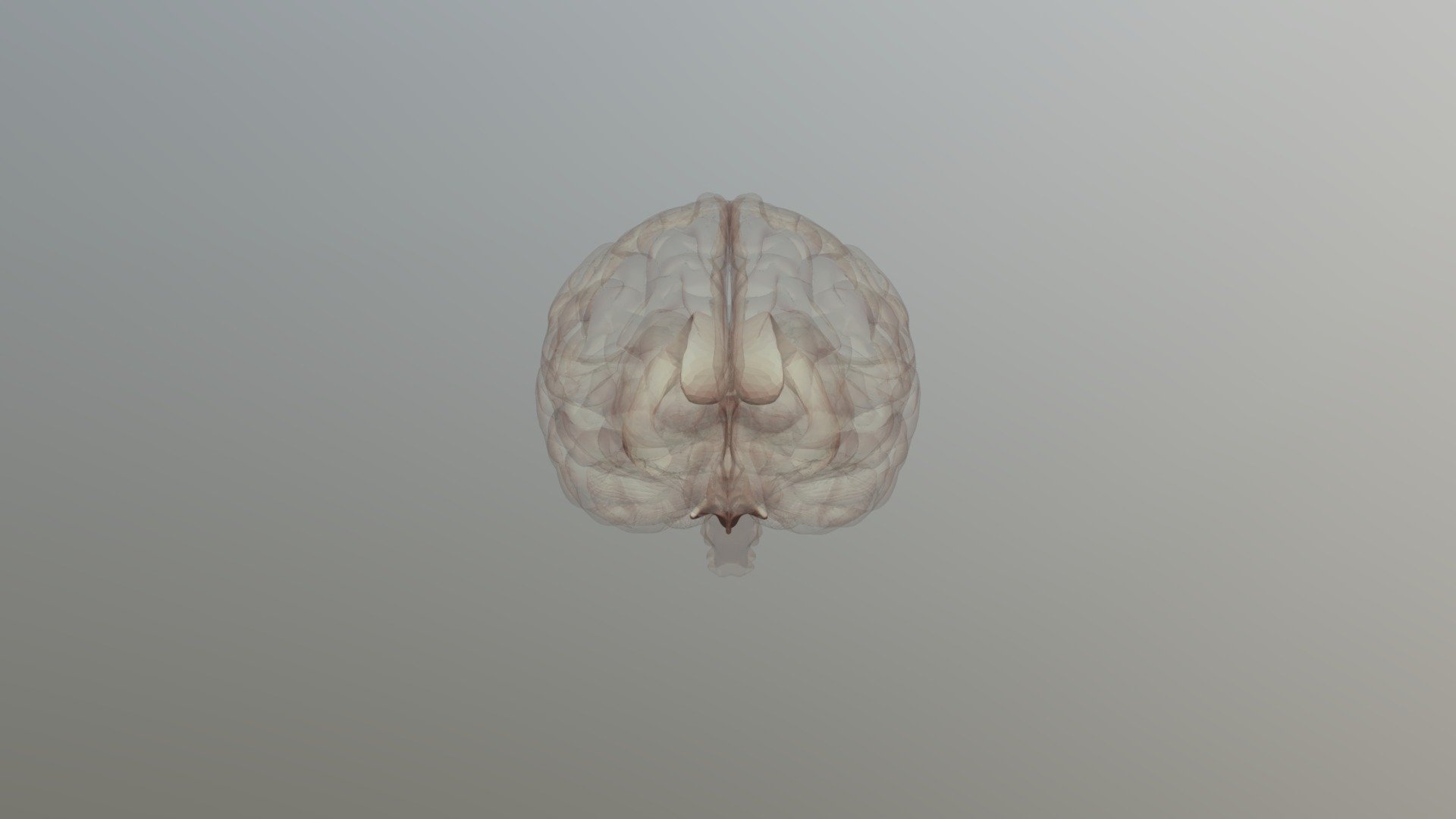 Human brain with ventricle - 3D model by emoore777 [9b33d1e] - Sketchfab