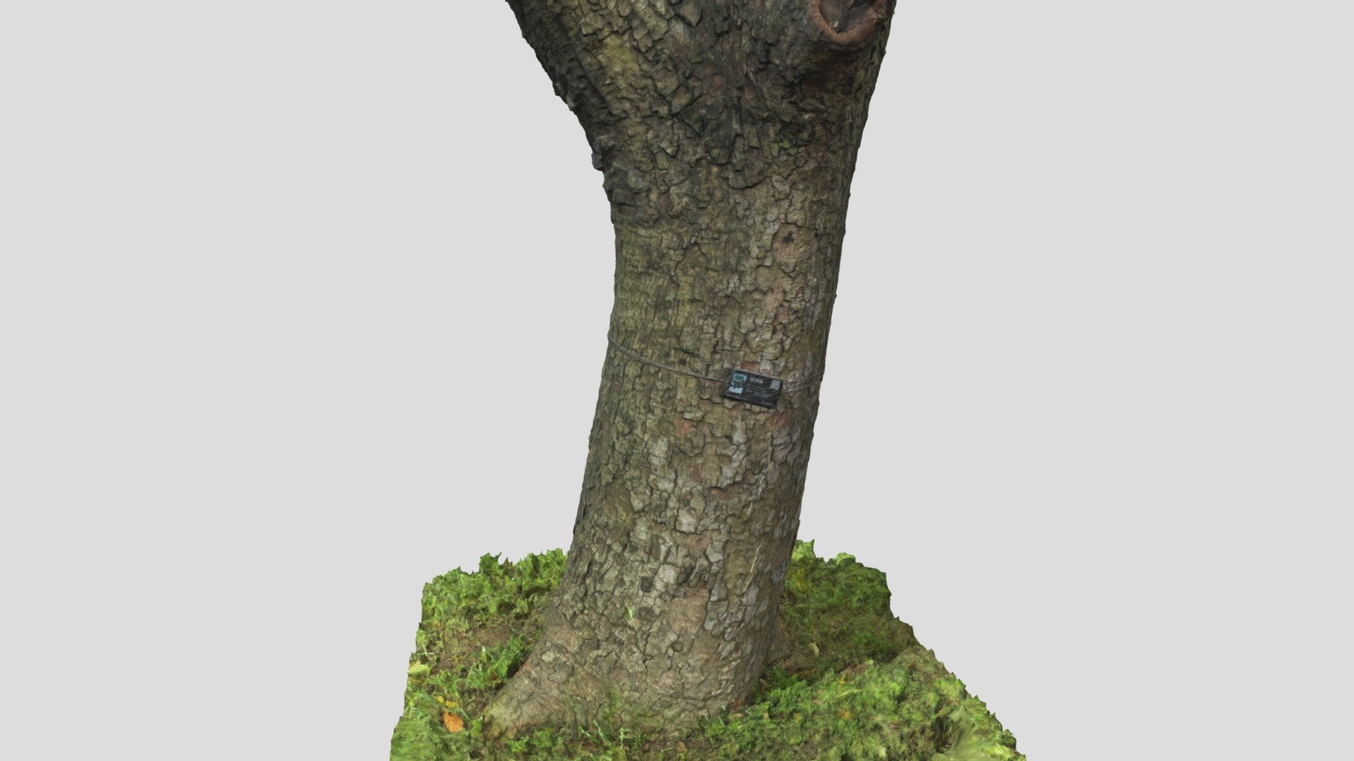 Tree 16 Scan - Download Free 3D model by joeshu [9b35b4c] - Sketchfab