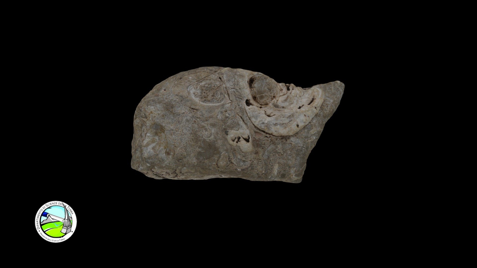 Rudstone a bioclasti - 3D model by Dipartimento di Scienze della Terra ...