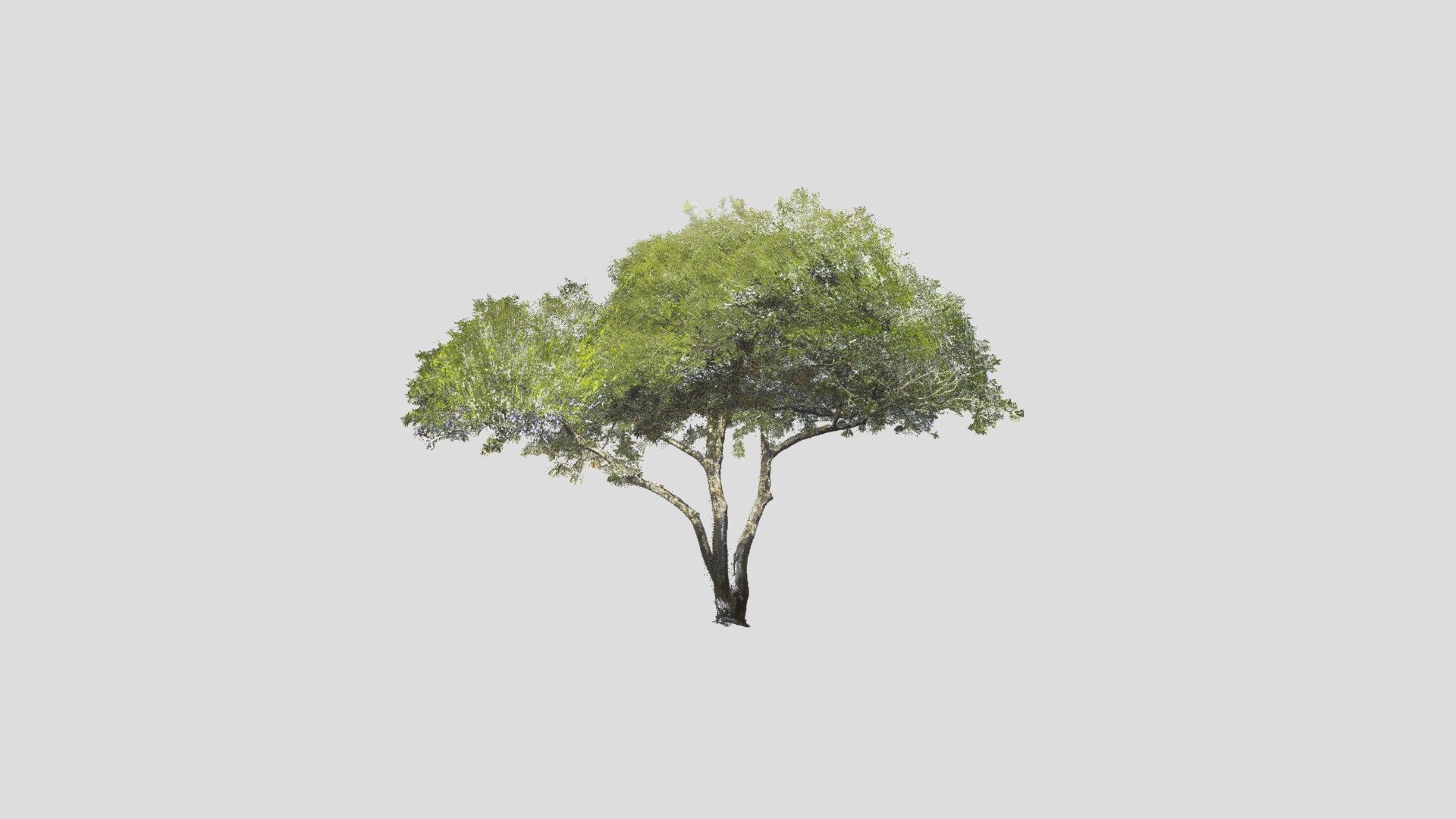 Tree Point Cloud - Buy Royalty Free 3D model by magnum_opus (@tree ...
