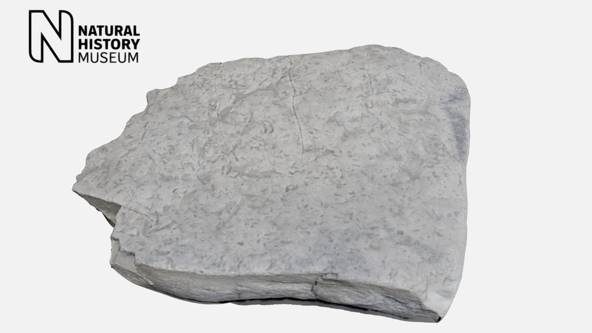 Bioturbation fossils - Download Free 3D model by NHM_Imaging [9b395d9 ...