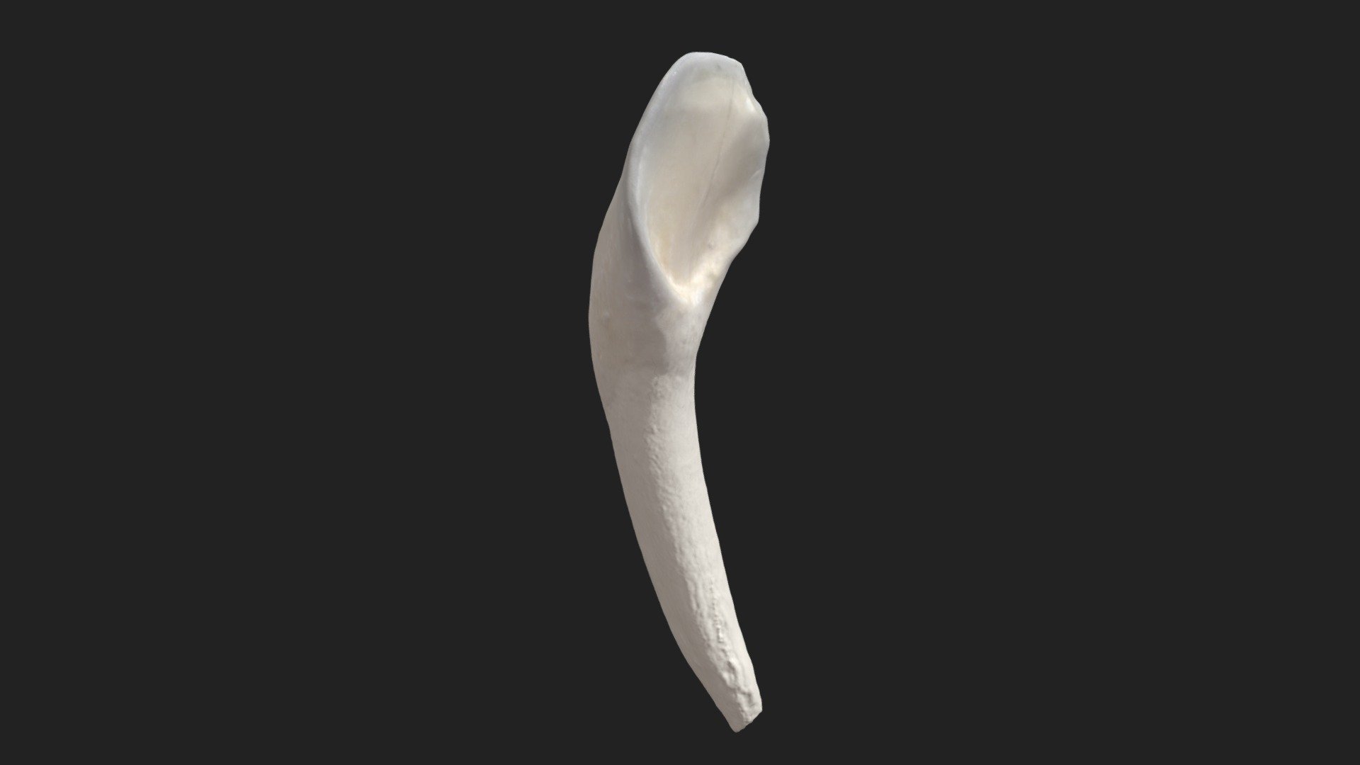 canine tooth (dens caninus) sheep (lower jaw) - Download Free 3D model ...