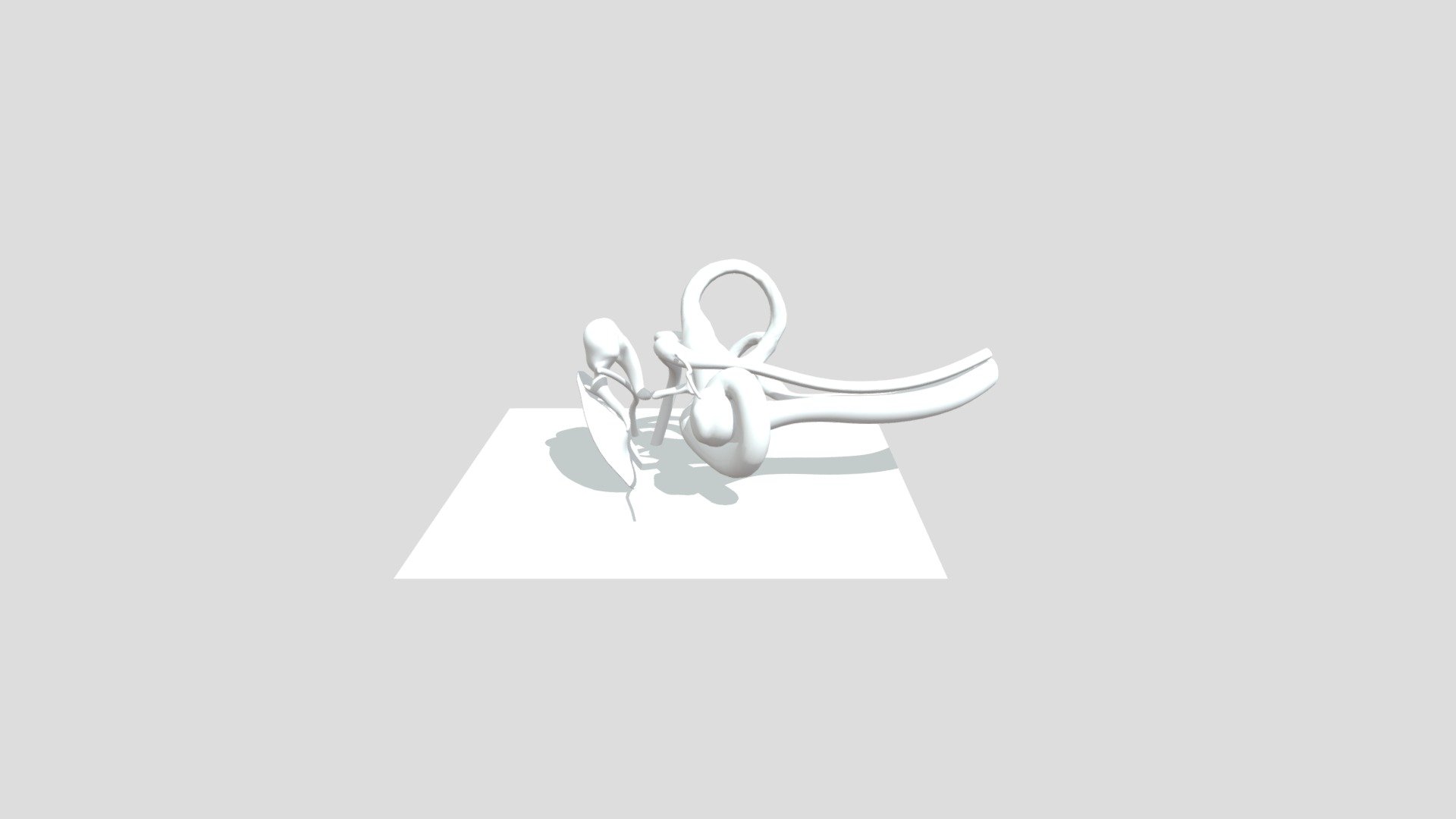 Anatomy-of-the-inner-ear - Download Free 3D model by jalmer [9b3adc3 ...