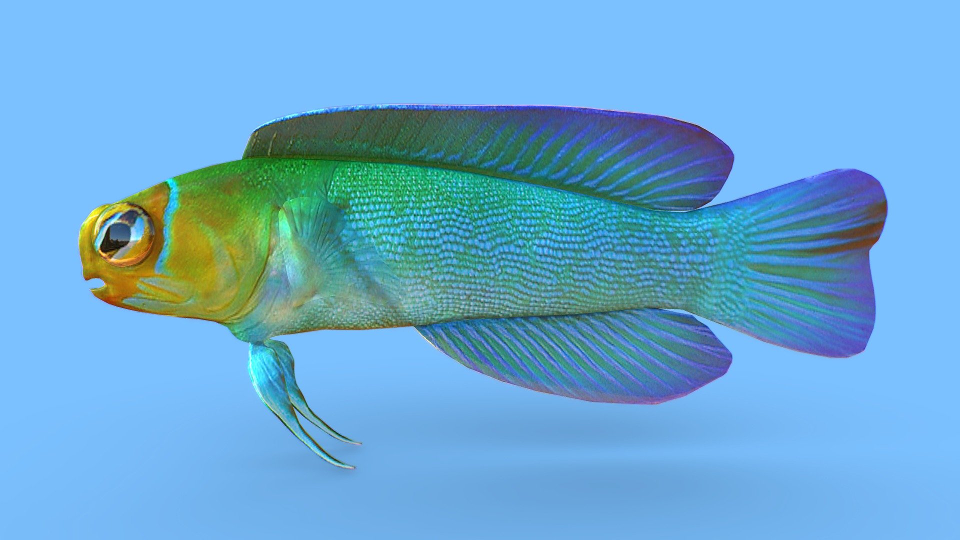 Tropical Fish 10 - Buy Royalty Free 3D model by 3Dee (@mellydeeis ...
