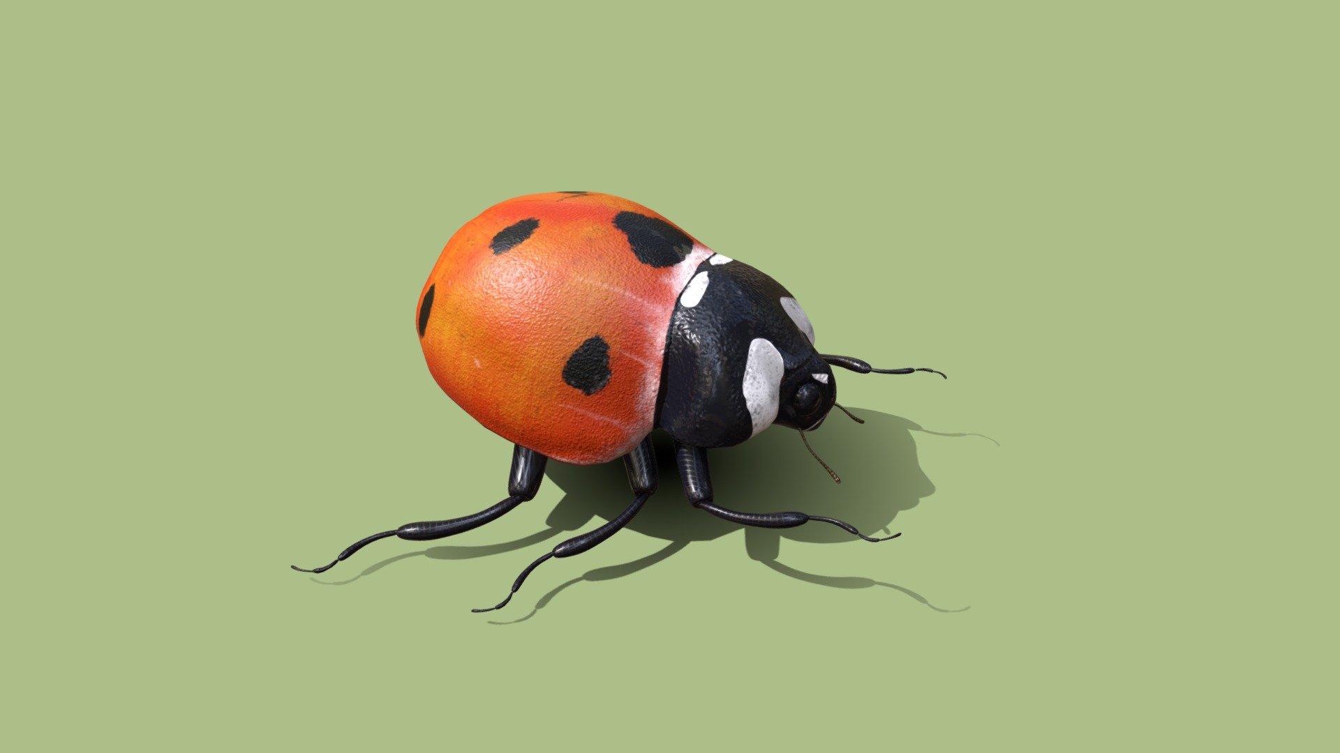 Ladybird - Download Free 3D model by Ginny Sutton (@suttonj94) [9b46e54 ...