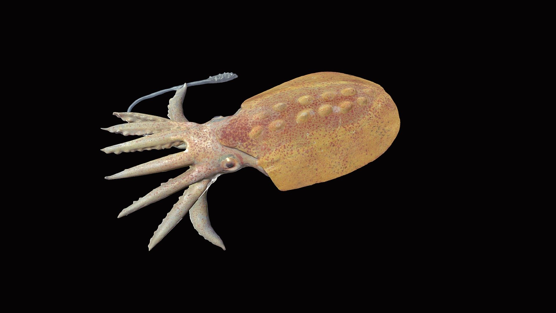 Blaschka Cuttlefish - 3D model by ARC-3D -- Peter Fried (@ARC-3D ...