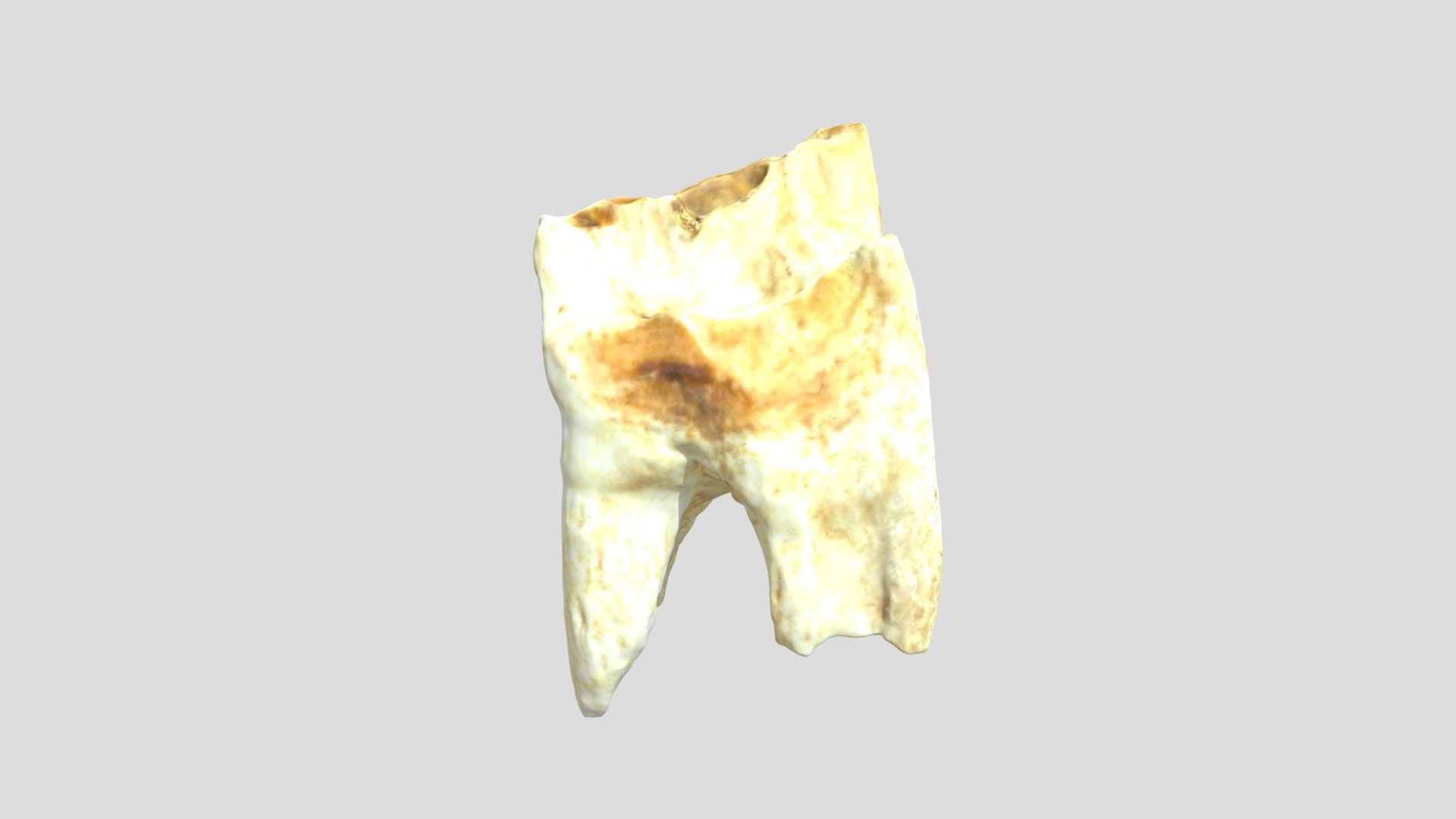 Horse Tooth (VCU_3D_4993) - Download Free 3D model by Virtual Curation ...