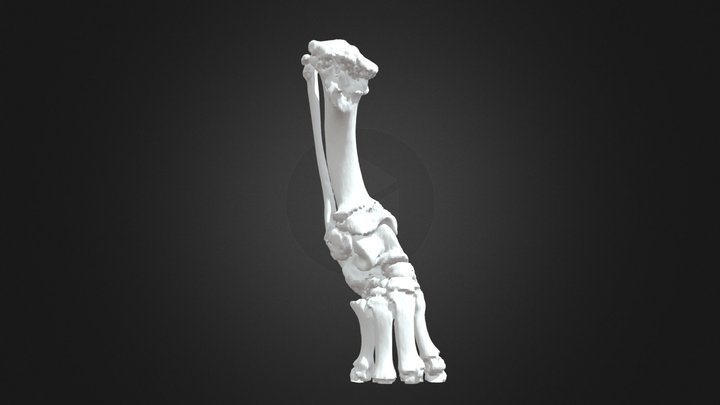 Tibia 3D models - Sketchfab