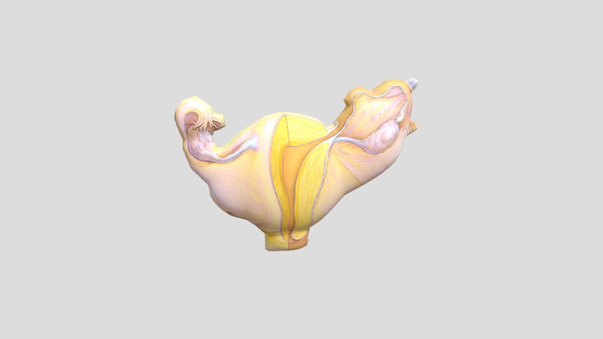 Uterus - Download Free 3D model by jannatunnaim892 [9b58439] - Sketchfab