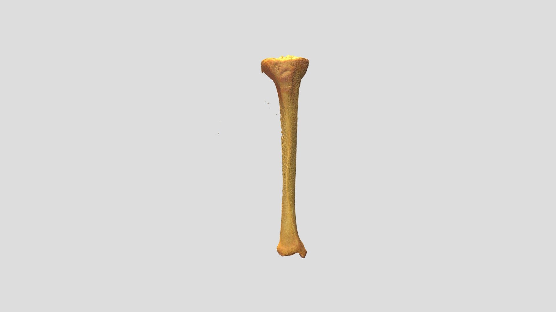 Left tibia - 3D model by kucharm [9b58d45] - Sketchfab