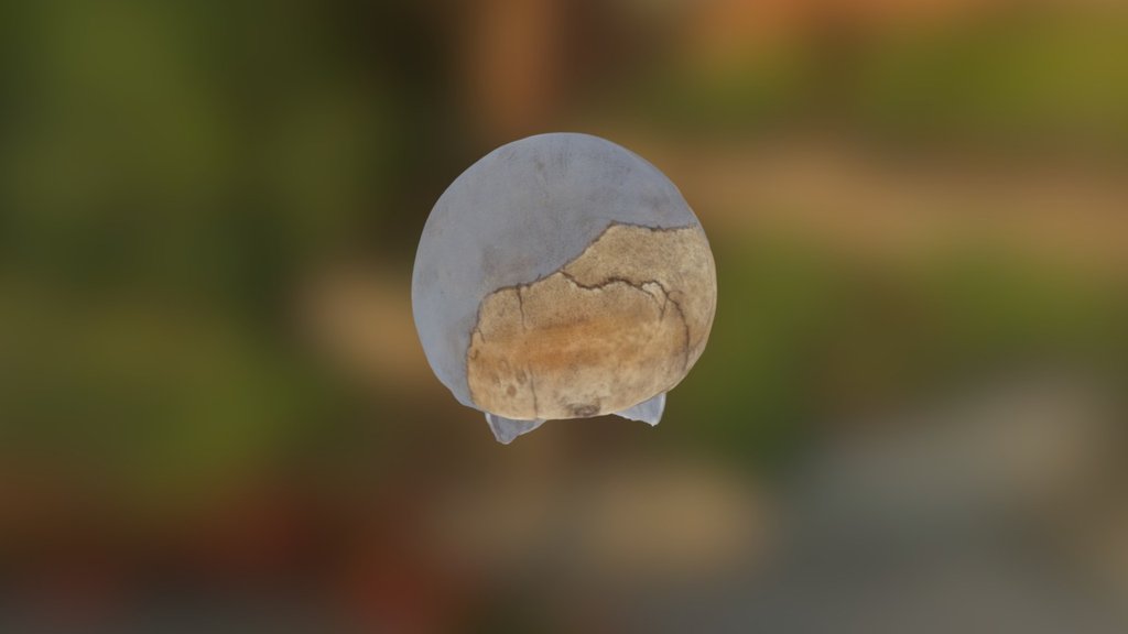 Neanderthal Skull - 3D model by rtrachman [9b63140] - Sketchfab