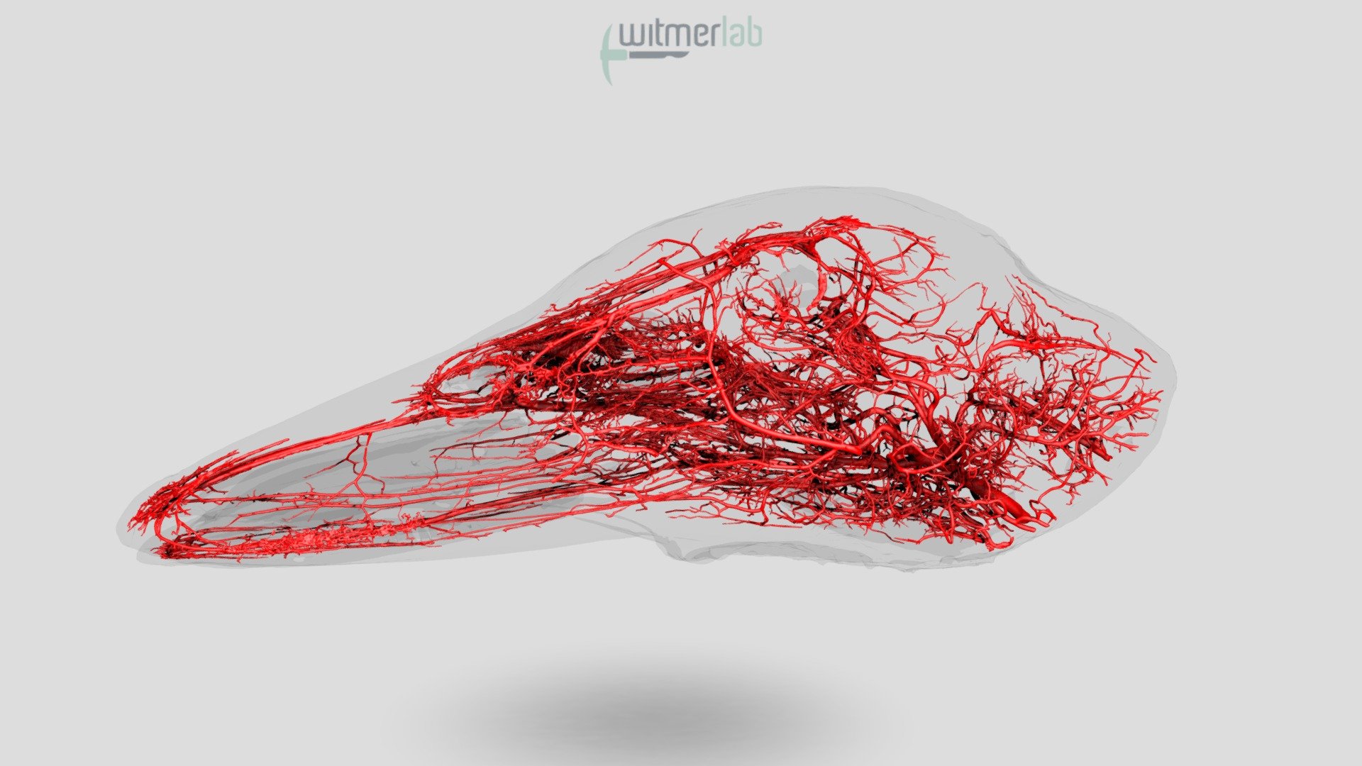 Blood vascular system of domestic duck head - Download Free 3D model by ...
