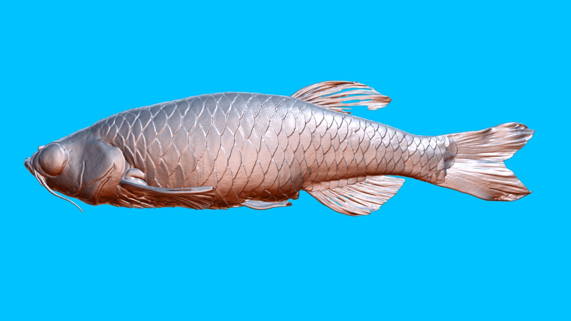 Zebrafish_female _1 - 3D model by 3D Imaging Room in NIG (@amaeno ...