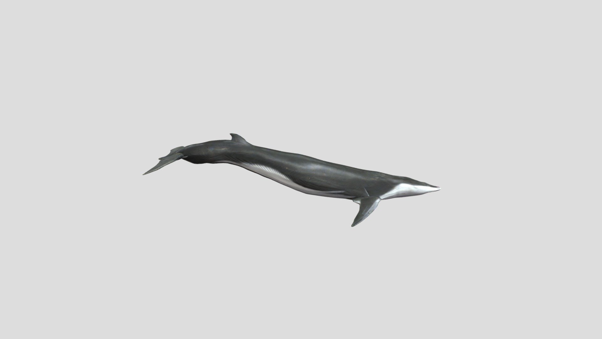 Finback Whale - Download Free 3D model by Rainbow Yoshi Gun (@yoshi2024 ...