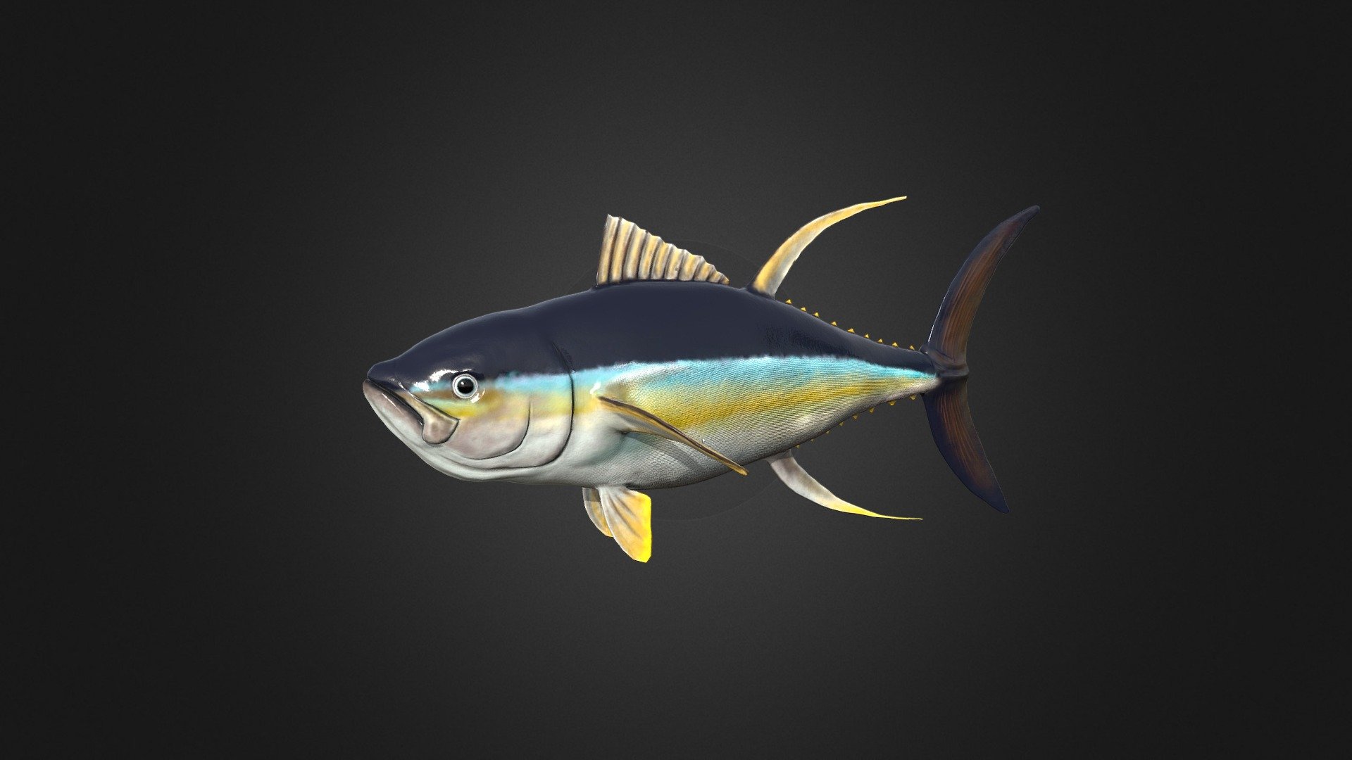 Tuna - Buy Royalty Free 3D model by Rifat3D [9b6b6be] - Sketchfab Store