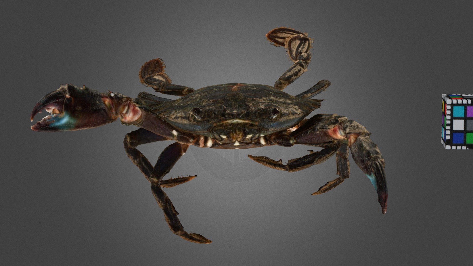イシガニ ♀ Asian Paddle Crab, Charybdis japonica - Download Free 3D model ...