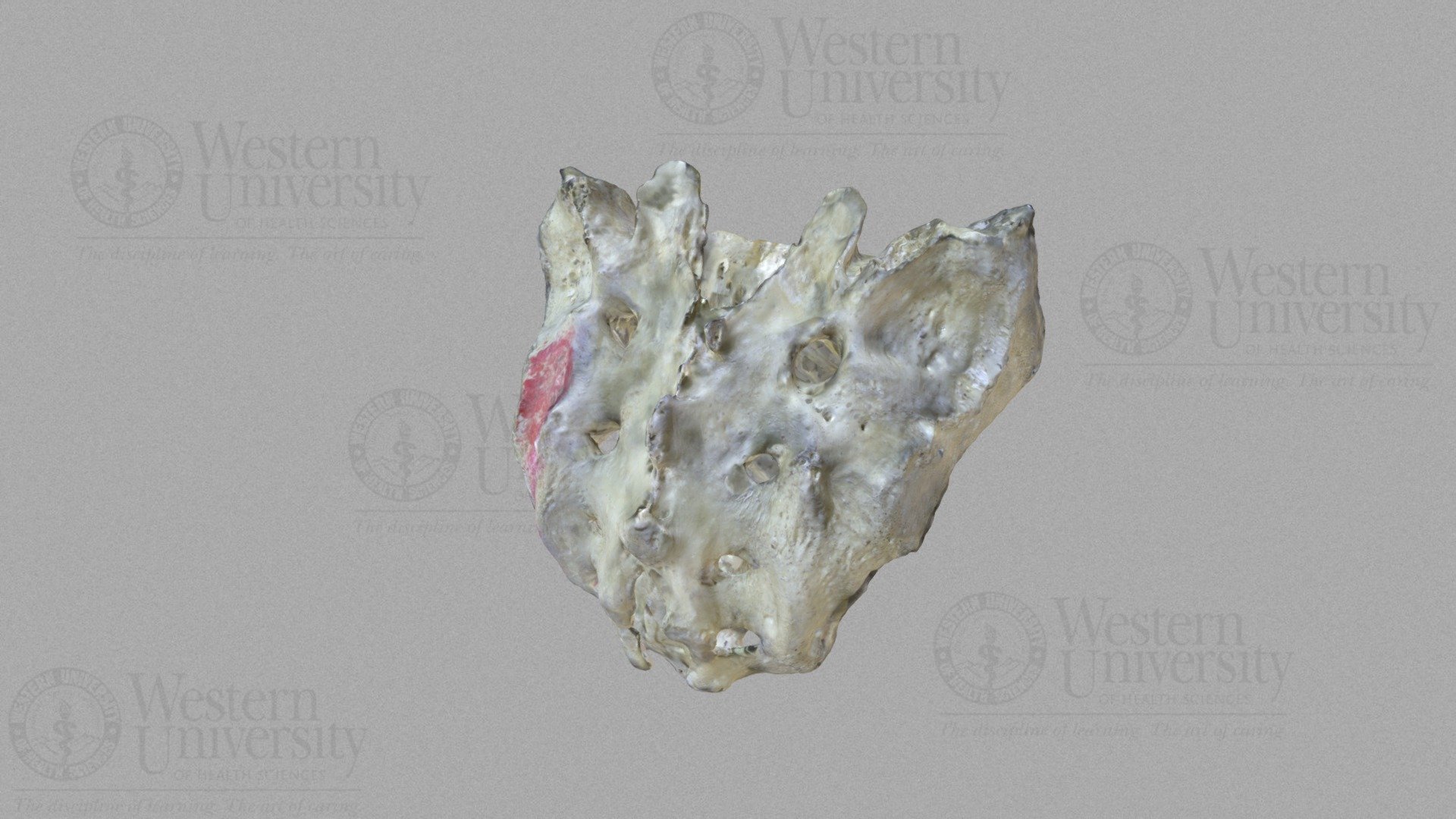 300016 Human Sacrum - 3D model by WesternU3D [9b6eefa] - Sketchfab
