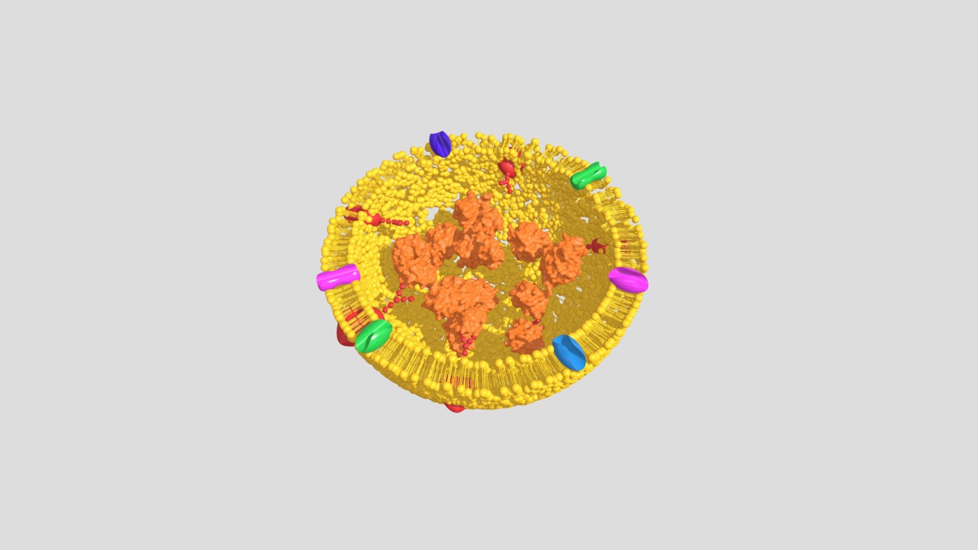 Lysosome
