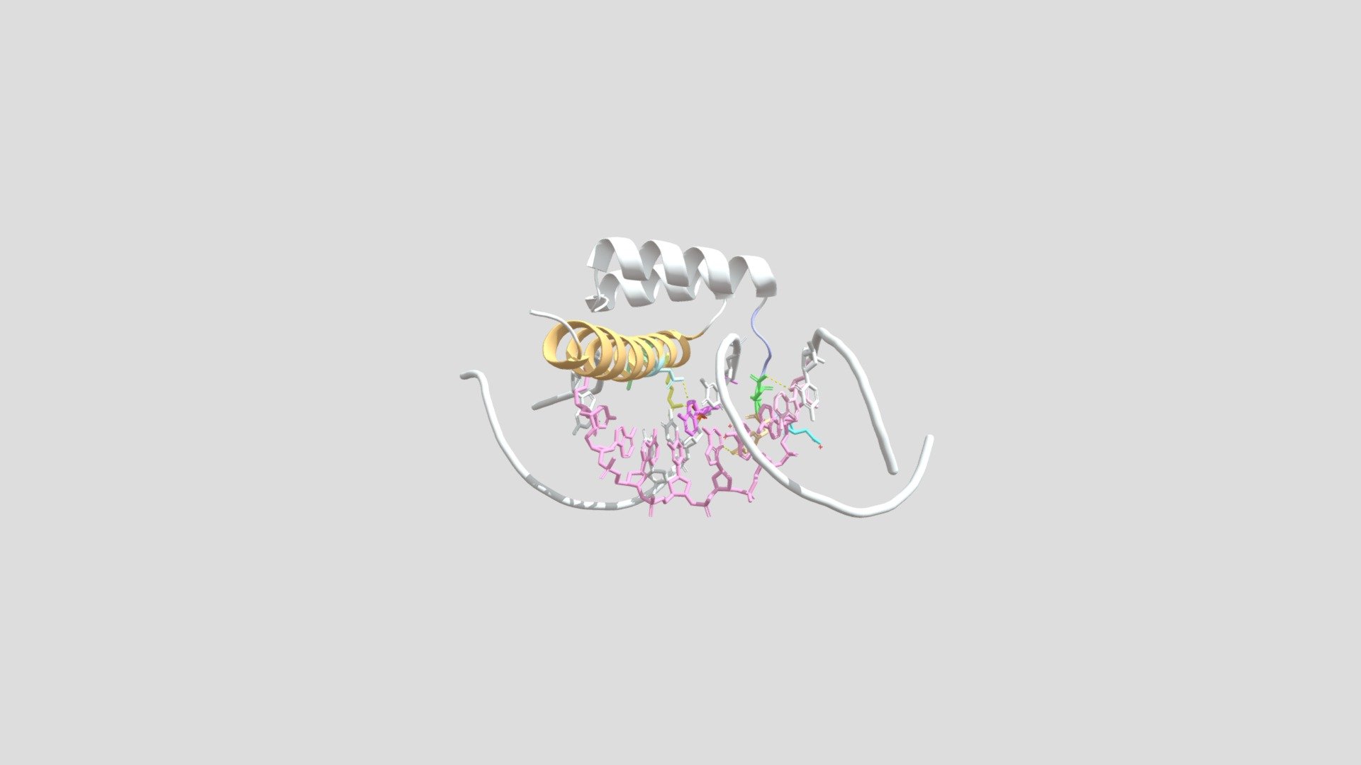 Structure of CDX2 bound to DNA. - 3D model by Elio Ou (@ElioOu ...