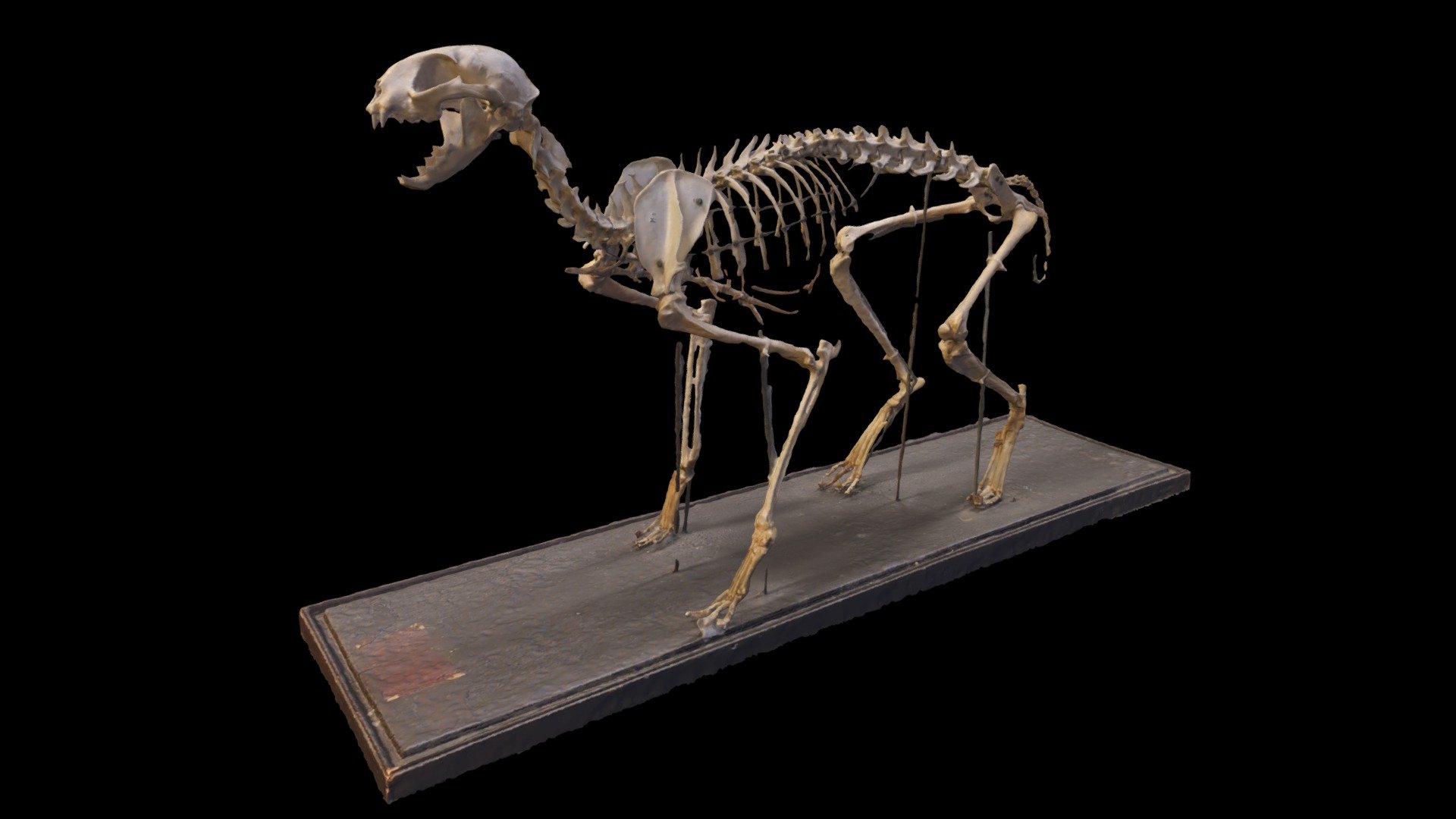 Squelette entier de Félin (espèce inconnue) - Download Free 3D model by ...