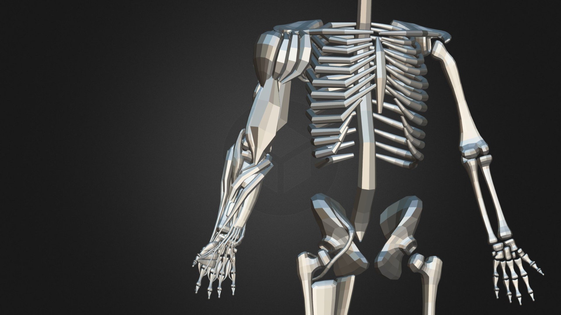 LOW POLY BOX PLANAR MUSCLE 28-9-2022 - Download Free 3D model by ...
