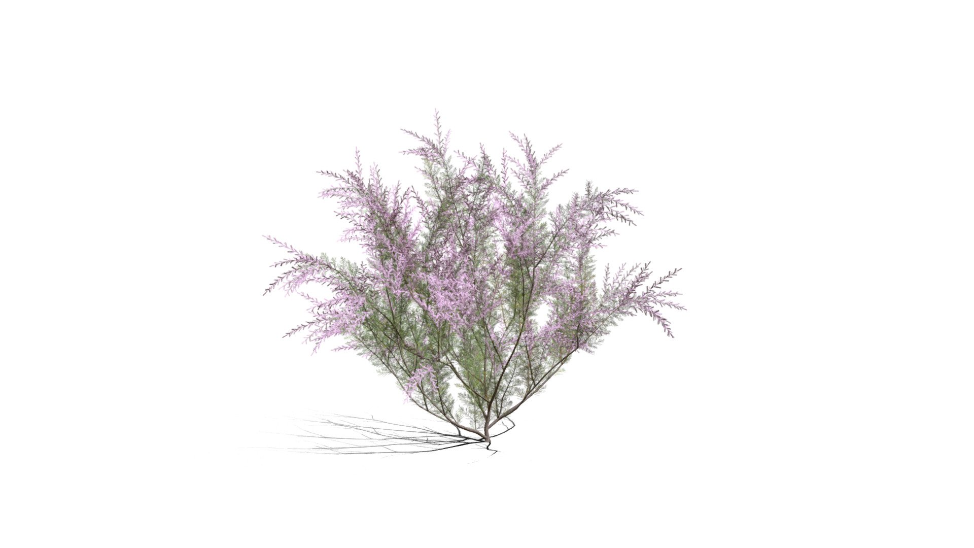 Realistic HD French tamarisk (1/20) - Download Free 3D model by ...